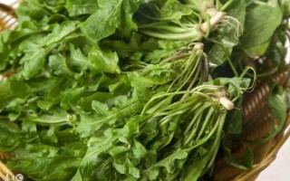 农村野菜图片大全_哪些野菜可以安全食用