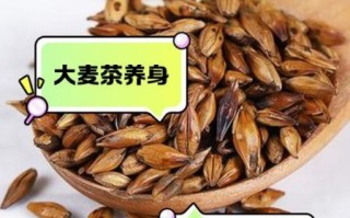 大麦茶有什么好处_大麦茶能减肥吗