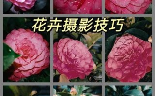 花草图片怎么拍好看_花草识别技巧