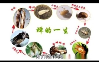 蝉的一生寓意是什么_蝉的象征意义有哪些