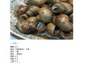 螺蛳怎么保存_螺蛳怎么清洗
