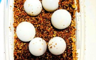 甲鱼蛋怎么吃_甲鱼蛋的做法大全