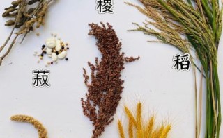 菽是指什么作物_菽的别名有哪些