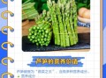 芦笋亩产量多少斤_如何提高芦笋亩产