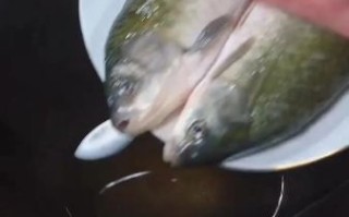 鲫鱼汤怎么煮奶白色_鲫鱼汤奶白色技巧