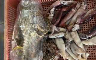 苏眉鱼图片价格_苏眉鱼多少钱一斤