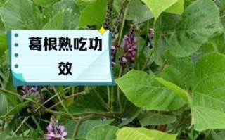 野生葛根的作用与功效_野生葛根怎么吃效果最好