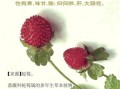 蛇莓的功效与作用_蛇莓怎么吃才安全