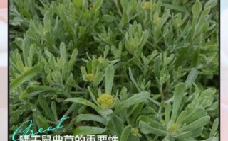 鼠曲草怎么吃止咳_鼠曲草止咳做法大全