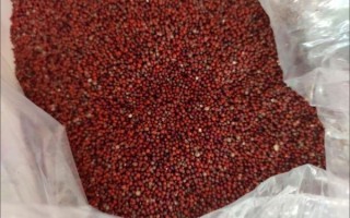 龙爪粟米图片_龙爪粟米长什么样