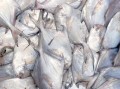 鲳鱼种类及价格_白鲳金鲳银鲳区别多少钱一斤