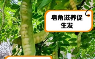 皂角洗头有什么好处_皂角洗头怎么洗