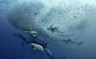 假沙丁鱼是什么鱼_假沙丁鱼能吃吗