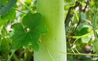 白瓜怎么吃_白瓜和冬瓜的区别