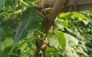 四季豆什么时候种_四季豆怎么种才能高产