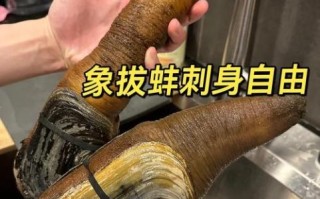 象拔蚌可以生吃吗_象拔蚌刺身安全吗