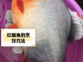 红鲳鱼为什么吃的人越来越少_红鲳鱼口感变差了吗