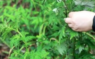 青蒿长什么样子_青蒿和艾草的区别
