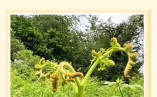 蕨菜长什么样子_蕨菜图片特征详解