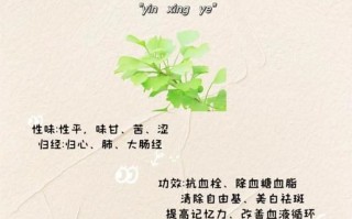 银杏叶的功效与作用_银杏叶怎么食用