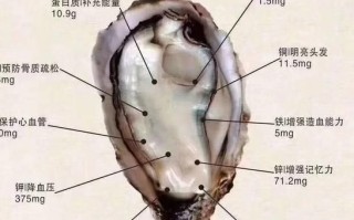 生蚝什么人不能吃_哪些人群吃生蚝有禁忌