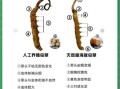 冬虫夏草图片大全_如何辨别真假