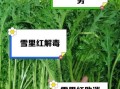 雪里红的营养价值怎么样_雪里红有哪些功效