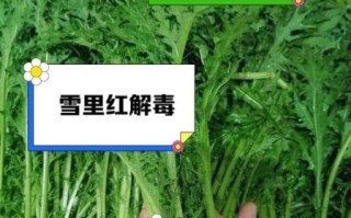 雪里红的营养价值怎么样_雪里红有哪些功效