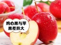 鸡心果是苹果吗_鸡心果和普通苹果的区别