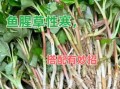 鱼腥草的功效与副作用_鱼腥草可以长期吃吗