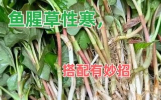 鱼腥草的功效与副作用_鱼腥草可以长期吃吗