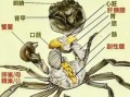 螃蟹哪些部位不能吃_图解详解