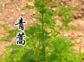 青蒿草长什么样_青蒿草图片大全哪里找
