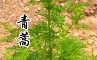 青蒿草长什么样_青蒿草图片大全哪里找