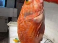 虎头鱼多少钱一斤_虎头鱼价格行情