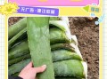芦荟有几种_哪种最好