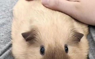 荷兰猪图片_怎么拍才可爱