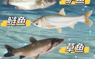 麻鲢鱼图片怎么区分_麻鲢鱼和白鲢鱼区别