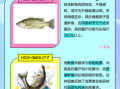 鲈鱼和桂鱼哪个贵_价格差异背后的真相