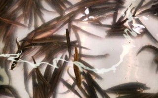 泥鳅多少钱一斤_泥鳅价格为什么波动大