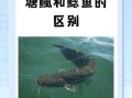 八须鲶鱼是塘鲺吗_两者区别与真相