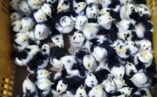鸡苗多少钱一只_鸡苗价格行情