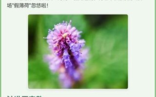 薄荷健康减肥靠谱么_真实测评与避坑指南