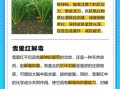 雪里红有几个品种_雪里红品种图解