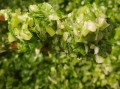 芹菜猪肉馅饺子怎么做_芹菜猪肉馅饺子怎么调馅