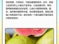 番石榴籽可以吃吗_番石榴籽的功效与作用