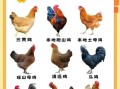 禽类有哪些_常见家禽与野生禽类全解析