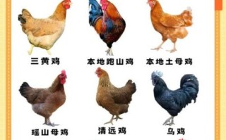 禽类有哪些_常见家禽与野生禽类全解析