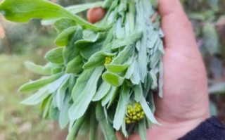 鼠曲草粑粑怎么做_鼠曲草粑粑的功效与作用