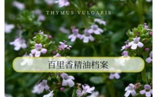 百里香精油的功效与作用_百里香精油怎么用